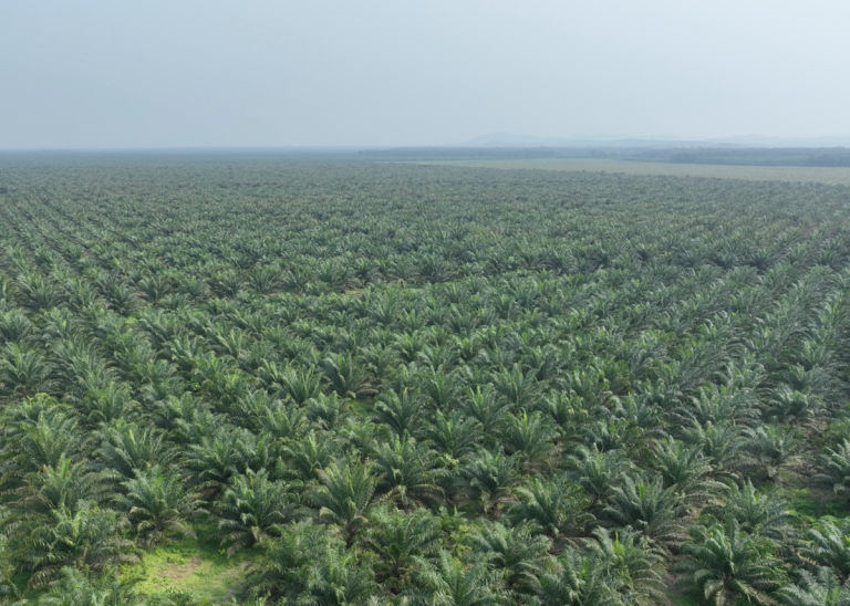 Perladangan - Perbadanan Ekonomi Islam Perak Sdn Bhd