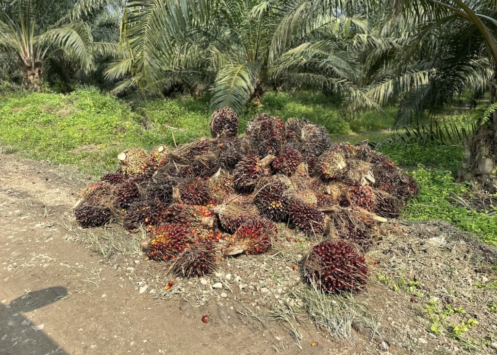 Perladangan - Perbadanan Ekonomi Islam Perak Sdn Bhd
