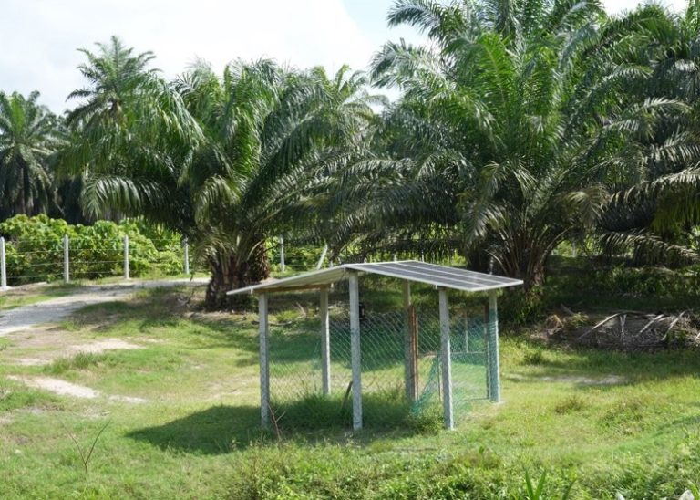 Perladangan - Perbadanan Ekonomi Islam Perak Sdn Bhd