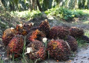 Perladangan - Perbadanan Ekonomi Islam Perak Sdn Bhd