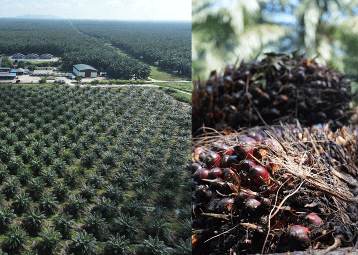 Perladangan - Perbadanan Ekonomi Islam Perak Sdn Bhd